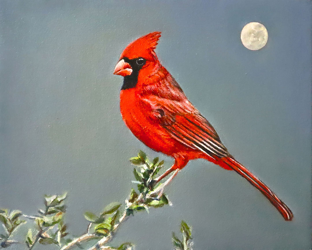 Cardinal, 8"x10", oil on canvas - KKSART.com